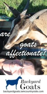 How Do Goats Show Affection to Humans? - Goat Journal